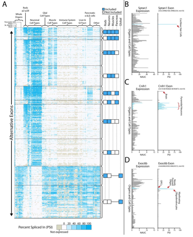 ASCOT identifies key regulators of neuronal subtype-specific splicing ...